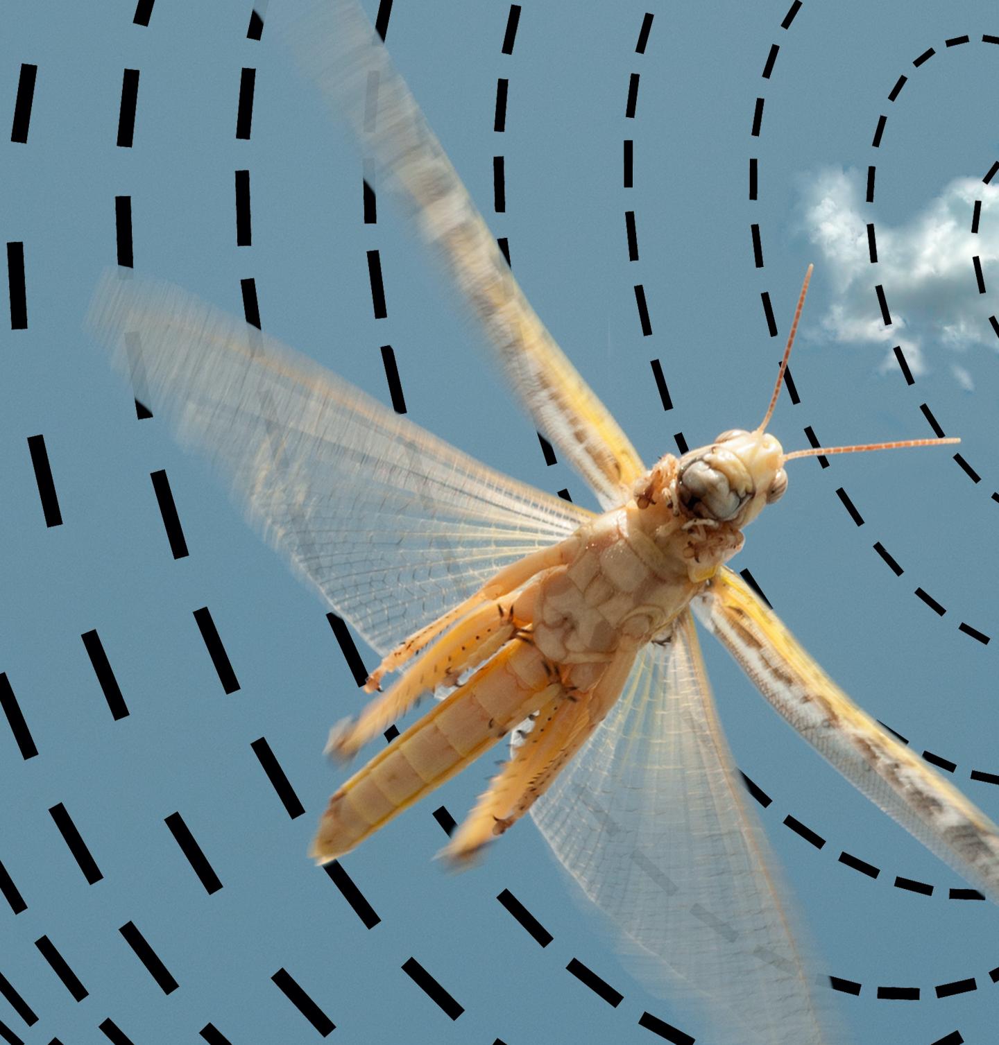 Flying Desert Locust under the [IMAGE] | EurekAlert! Science News Releases