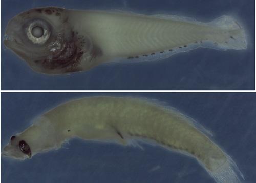 Knowledge of larval fish just a drop in the o | EurekAlert!