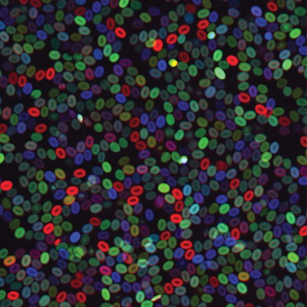 Zebrafish Blood Cells [IMAGE] | EurekAlert! Science News Releases