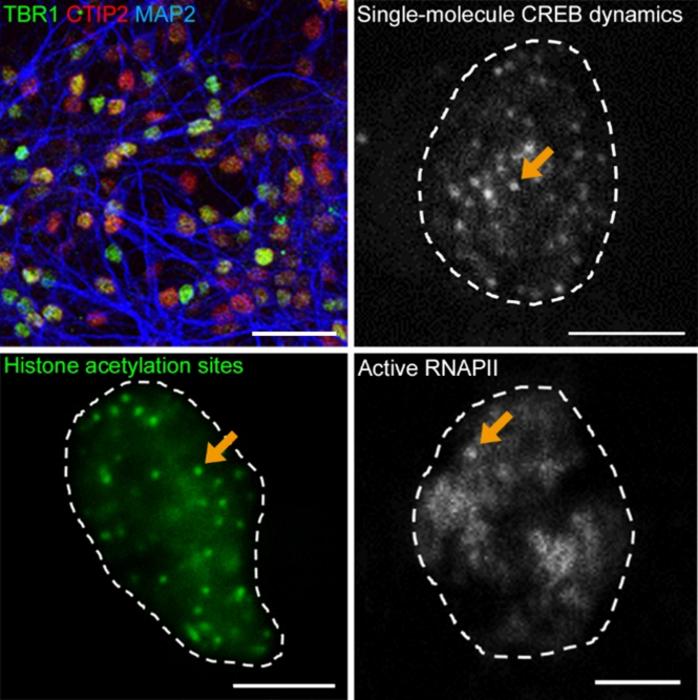 Fig. 1 [IMAGE] | EurekAlert! Science News Releases