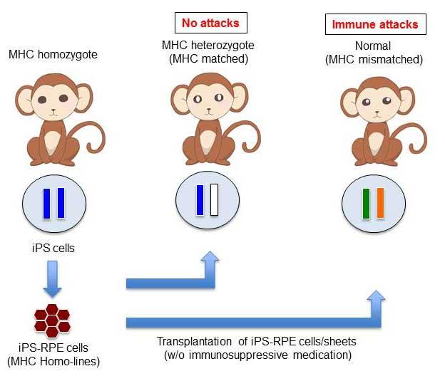 Transplantation of MHC-matched [IMAGE] | EurekAlert! Science News Releases