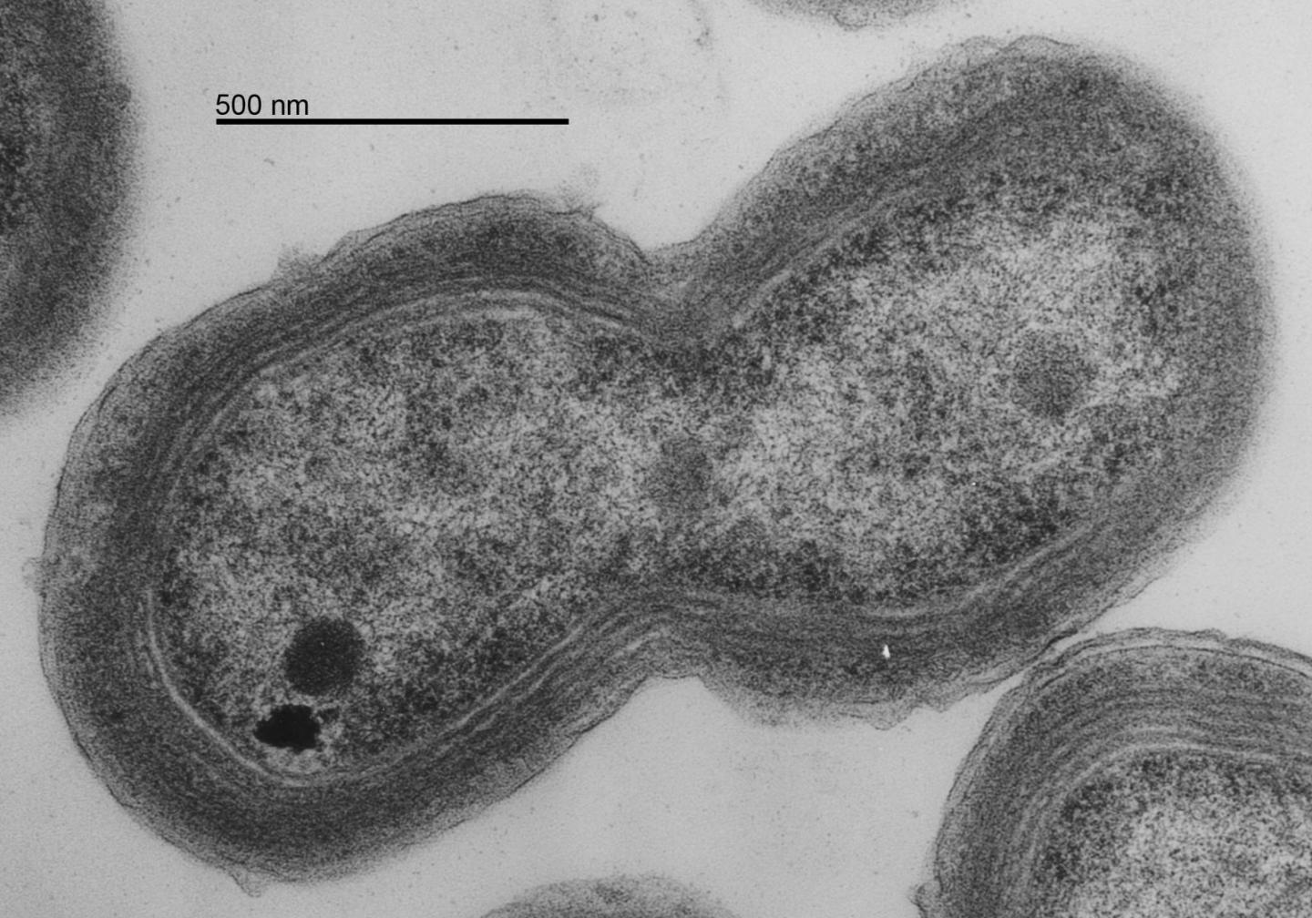 Prochlorococcus Dividin [IMAGE] | EurekAlert! Science News Releases