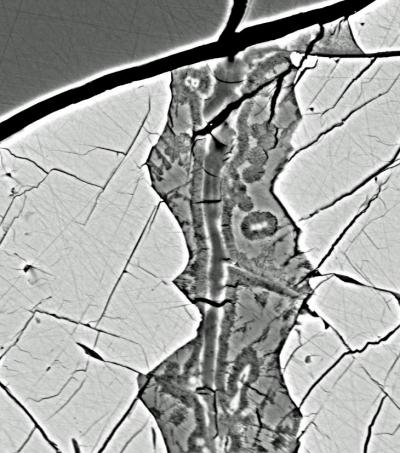 Electron Microscope Image of t [IMAGE] | EurekAlert! Science News Releases