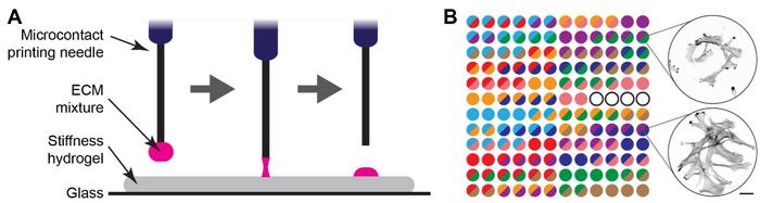 Figure demonstrating the matri [IMAGE] | EurekAlert! Science News Releases
