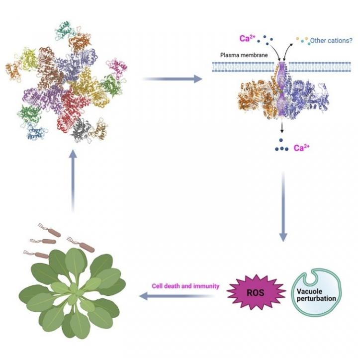 The ZAR1 resistosome acts as a [IMAGE] | EurekAlert! Science News Releases