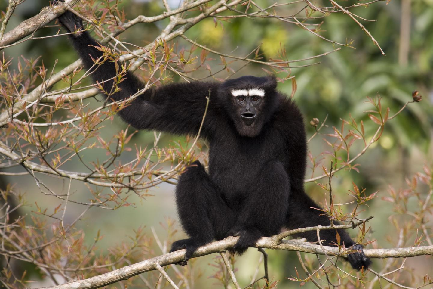 Hoolock Gibbon [IMAGE] | EurekAlert! Science News Releases