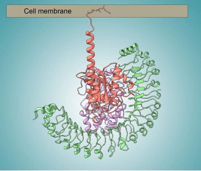 Protein Structures Signal Fres [IMAGE] | EurekAlert! Science News Releases
