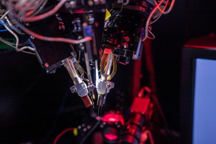 OpenScope Allen Brain Observat [IMAGE] | EurekAlert! Science News Releases