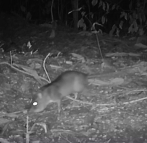Cameras candidly capture bushmeat mammals to | EurekAlert!