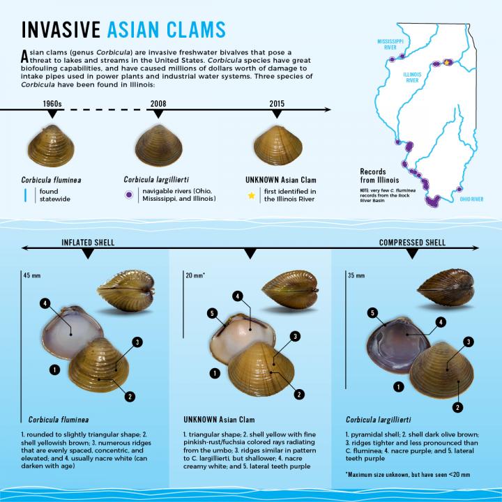 Team discovers a new invasive clam in the US | EurekAlert!