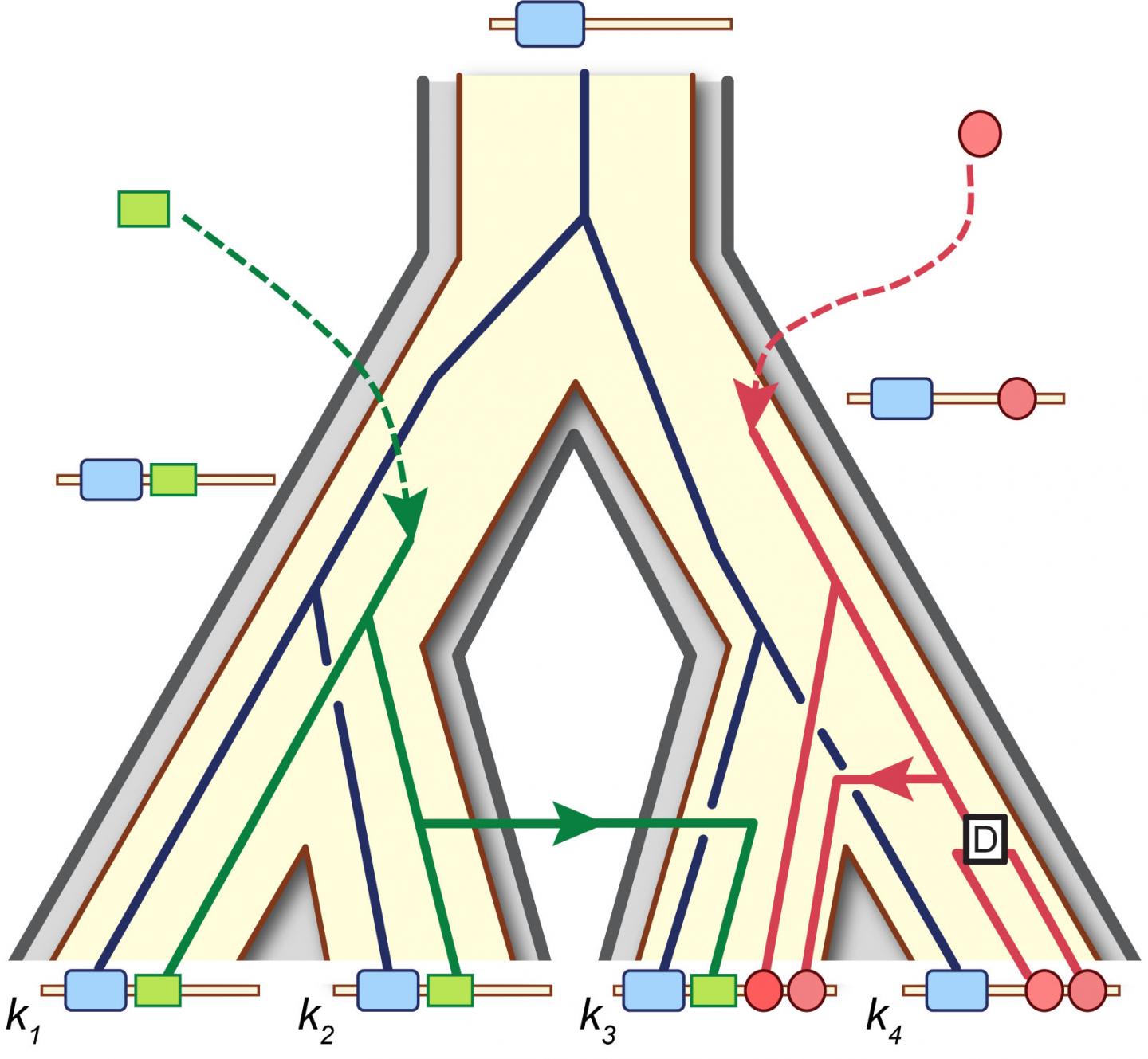 Evolutionary History of a Hypo [IMAGE] | EurekAlert! Science News Releases