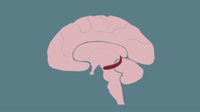 New Neurons: Forming and Forgetting Memories | EurekAlert!