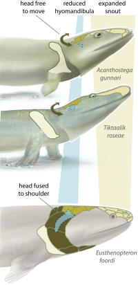 'Fishapod' reveals origins of head and neck s | EurekAlert!