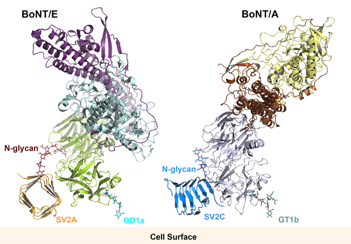 BoNT/E and BoNT/A [IMAGE] | EurekAlert! Science News Releases