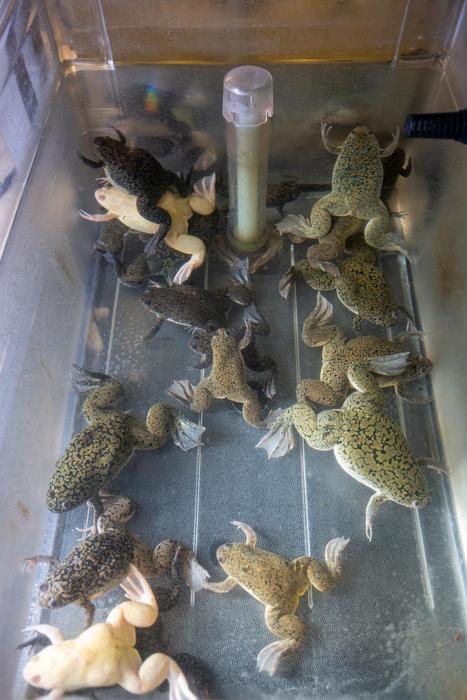 FROGS [IMAGE] | EurekAlert! Science News Releases