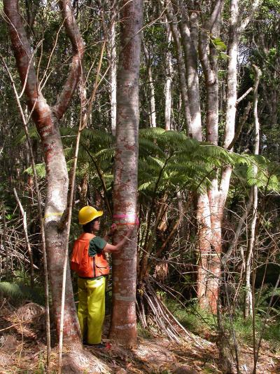 Faster koa tree growth without adverse ecosys | EurekAlert!