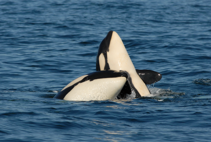 Southern resident killer whale [IMAGE] | EurekAlert! Science News Releases