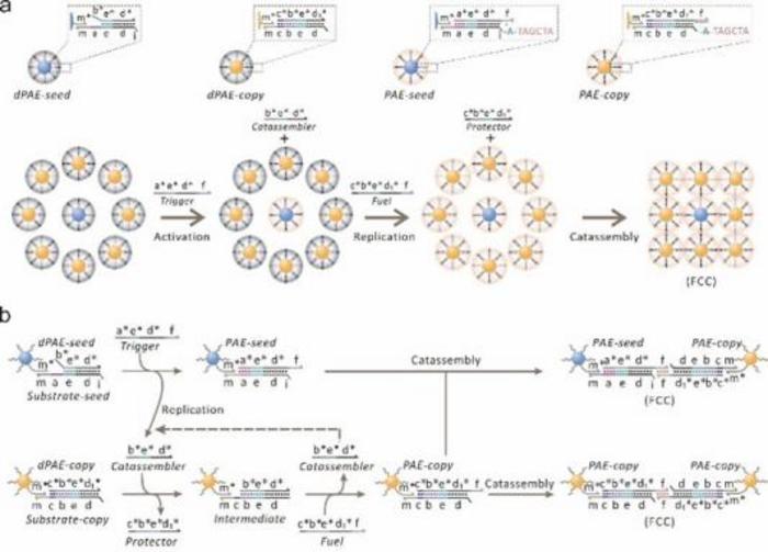 USTC constructs sophisticated synthetic syste | EurekAlert!