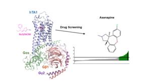 Demystifying a key receptor in substance use | EurekAlert!