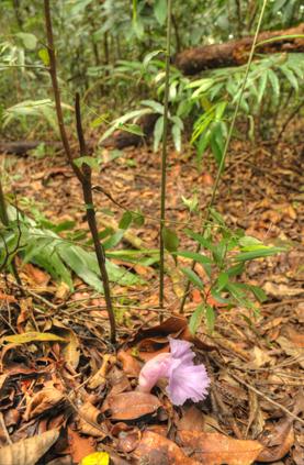 SPICY: Discovery of new ginger species spices | EurekAlert!