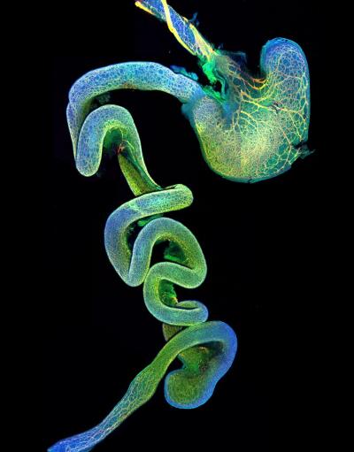 Gut Nervous System [IMAGE] | EurekAlert! Science News Releases
