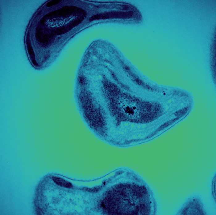 Microbial “theft” enables breakdown of methan | EurekAlert!