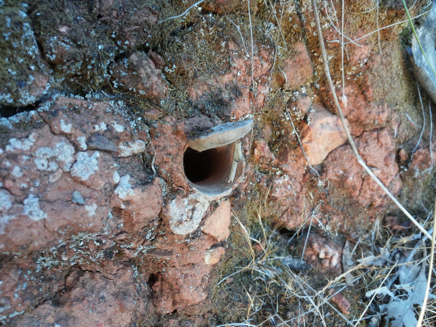 Open Trapdoor [IMAGE] | EurekAlert! Science News Releases