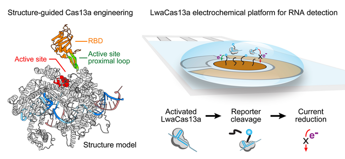COVID 2 [IMAGE] | EurekAlert! Science News Releases