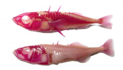 Stained Bones of Marine, Fresh [IMAGE] | EurekAlert! Science News Releases