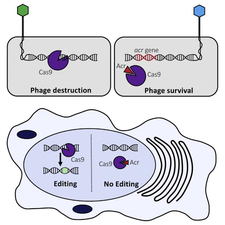 An anti-CRISPR for gene editing | EurekAlert!