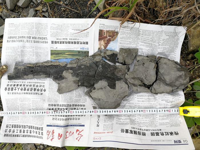 Coelacanth fish [IMAGE] | EurekAlert! Science News Releases