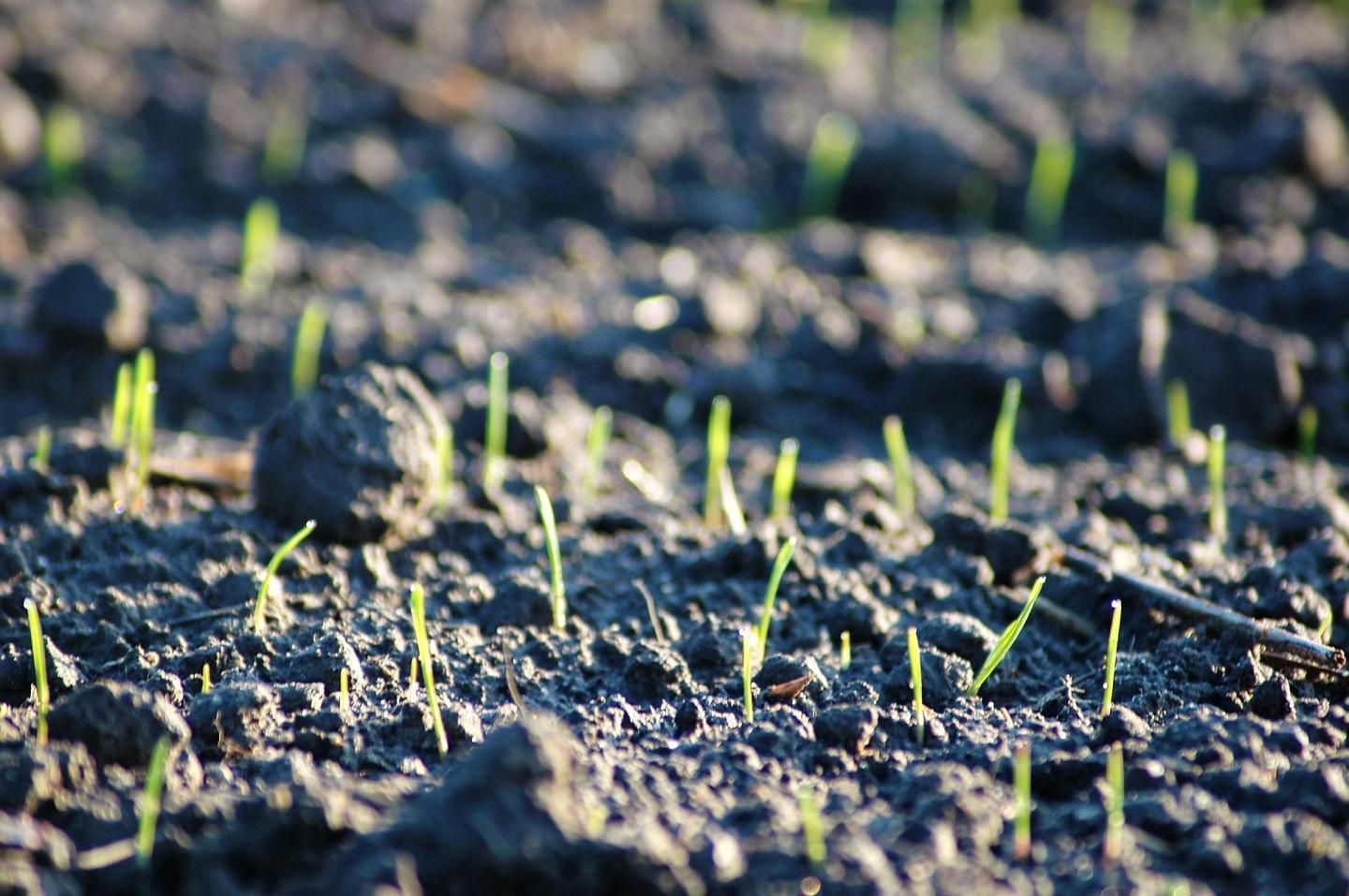 Designing Microbial Communities To Help Plant Eurekalert