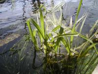 Pollination habits of endangered Texas rice r | EurekAlert!