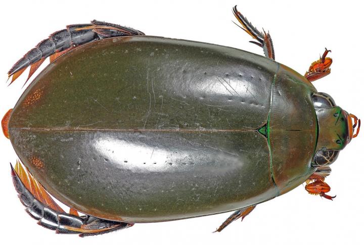 Diving Beetle from iSimangalis [IMAGE] | EurekAlert! Science News Releases
