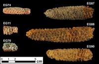 Genetic history of ancient maize | EurekAlert!