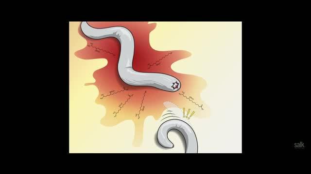 Decoding the chemistry of fear | EurekAlert!