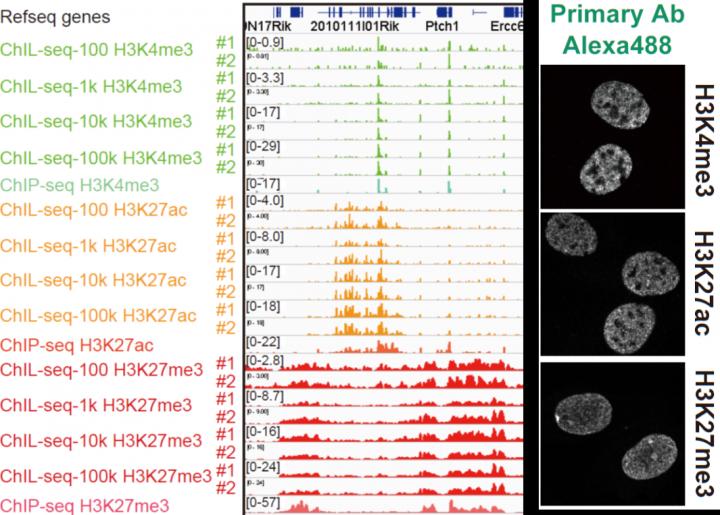 Chromatin Integration Labeling [IMAGE] | EurekAlert! Science News Releases