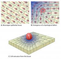 Defects in epithelial tissue organization -- | EurekAlert!