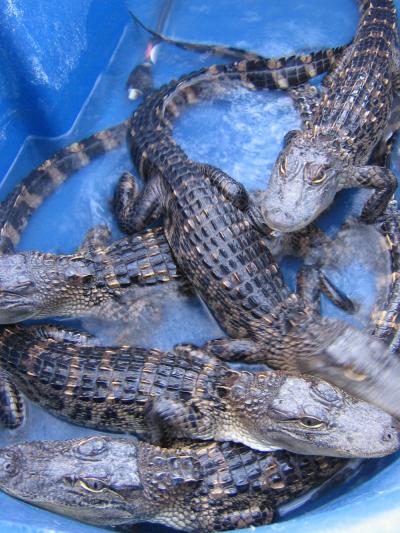 Alligators at the University o [IMAGE] | EurekAlert! Science News Releases