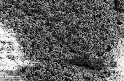 Geobacter Sulfurreducens [IMAGE] | EurekAlert! Science News Releases