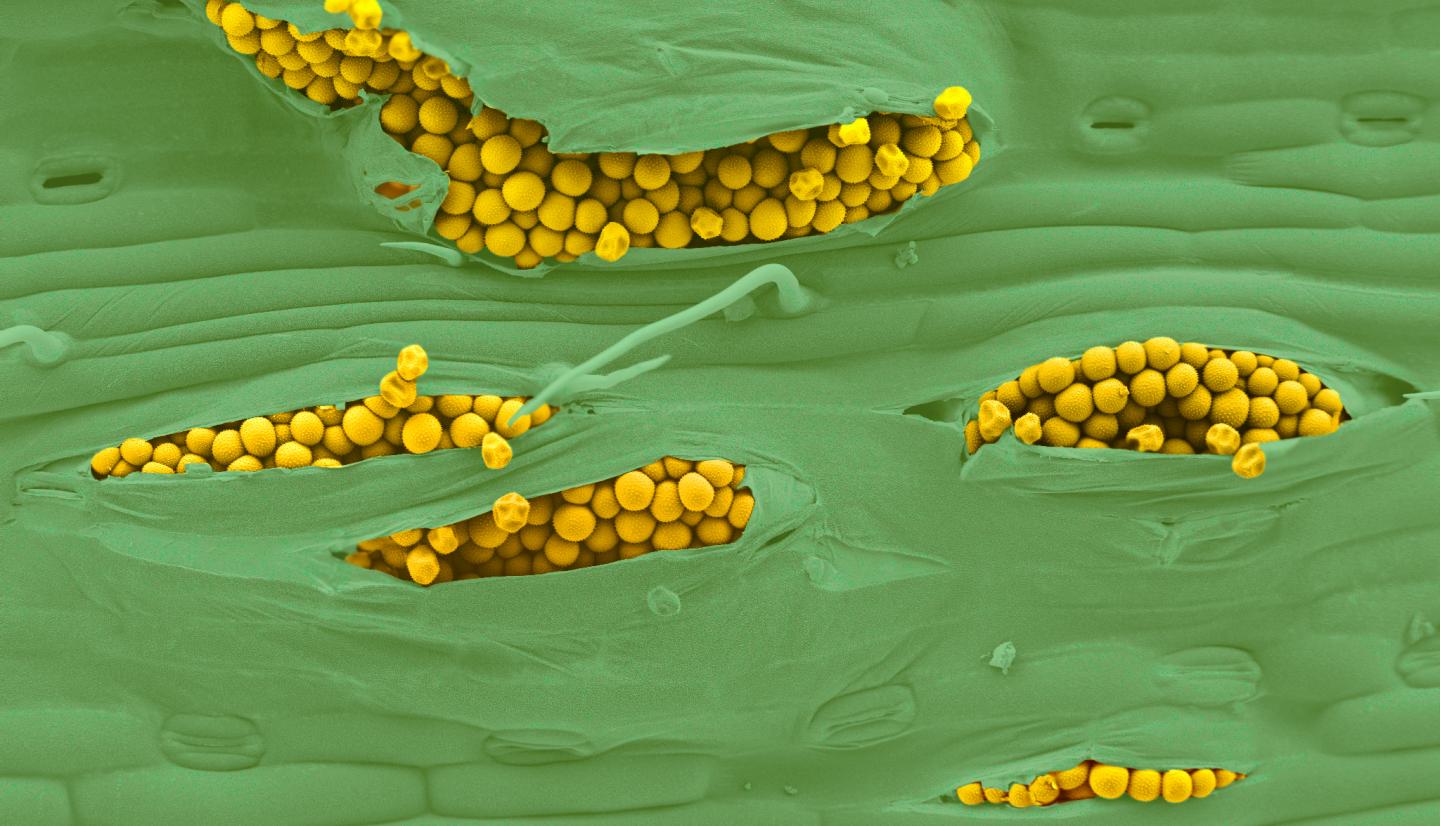 Yellow Rust [IMAGE] | EurekAlert! Science News Releases