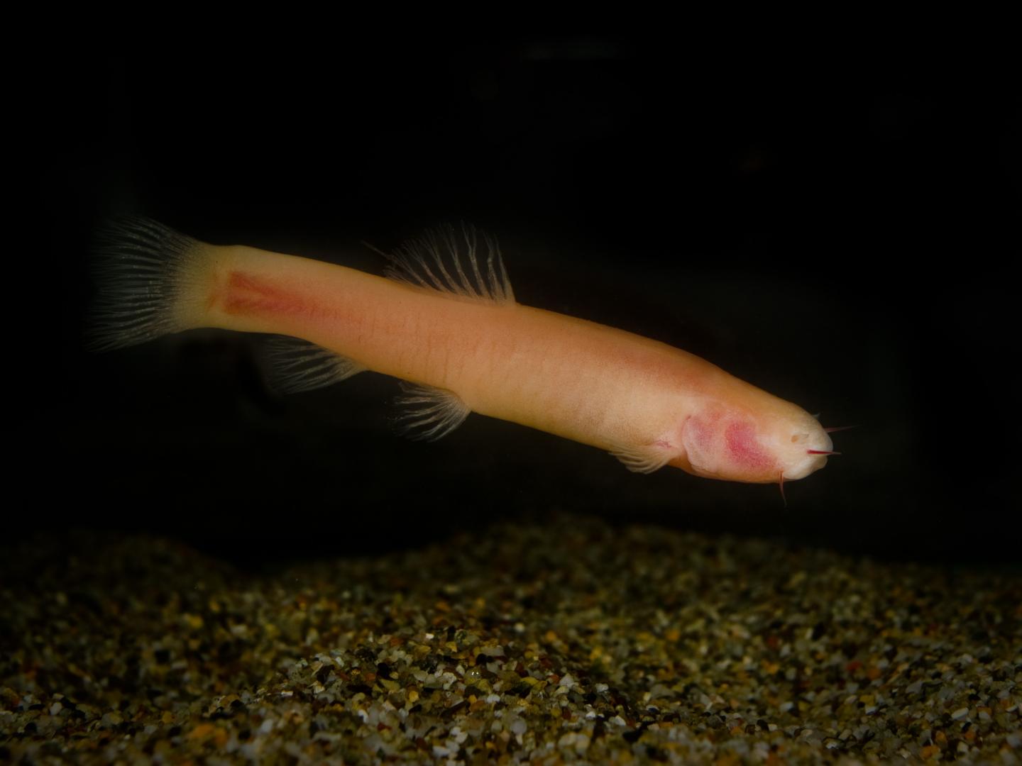 Blind Cavefish [IMAGE] | EurekAlert! Science News Releases