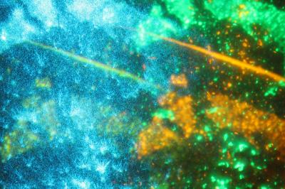 Multi-spectral Microscopic Bea [IMAGE] | EurekAlert! Science News Releases