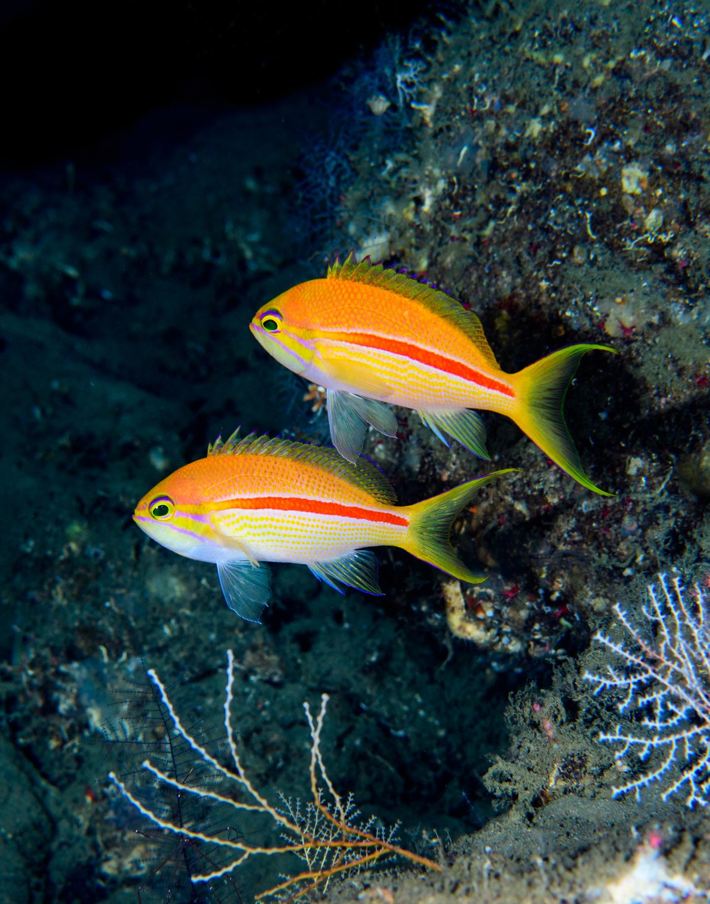 No Refuge in the Deep for Shallow Reef Ecosys | EurekAlert!