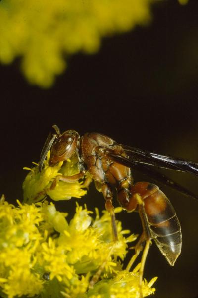 Evolution of Wasp Altruism (1 of 2) | EurekAlert!