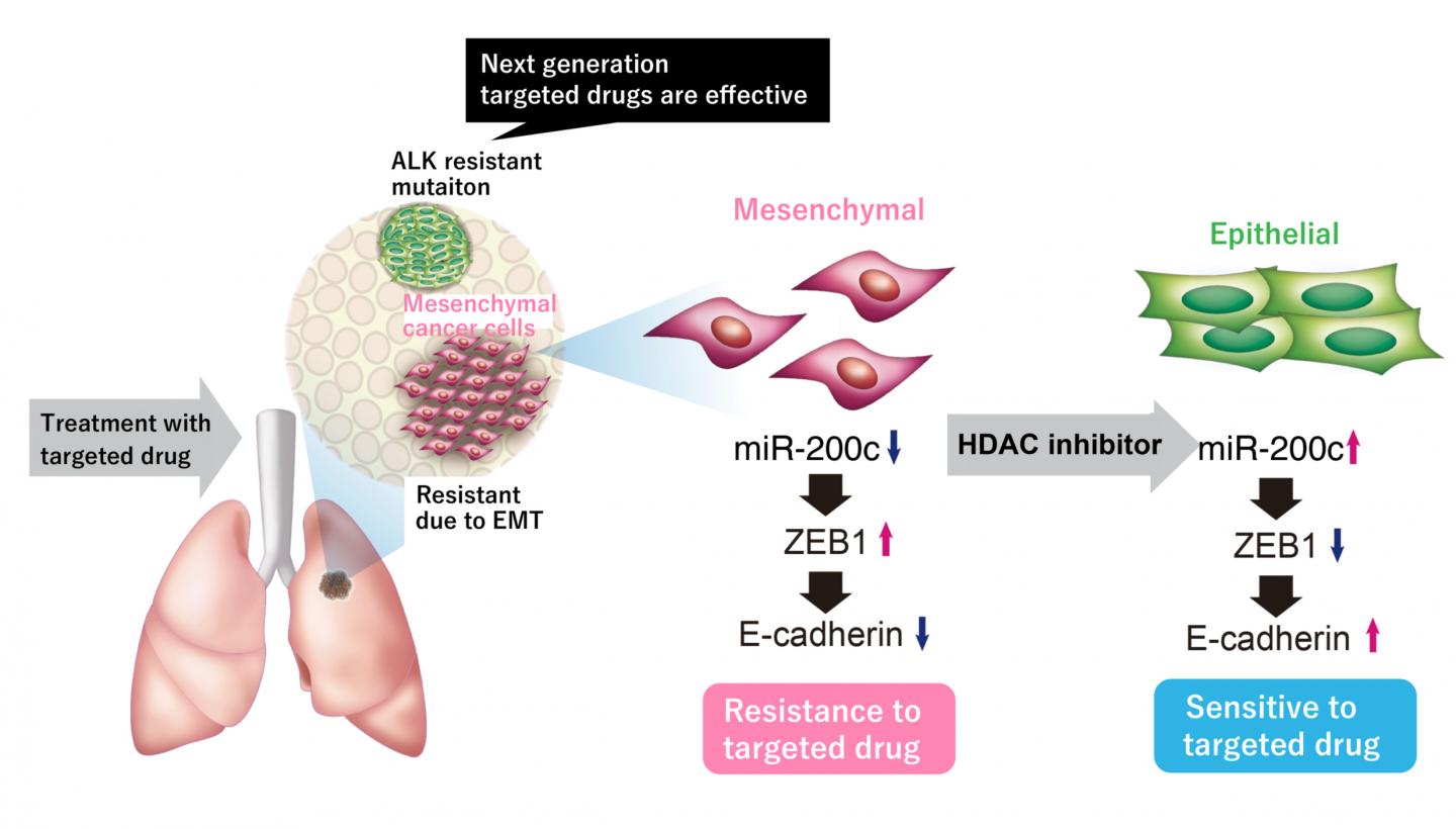 HDAC Inhibitor [IMAGE] | EurekAlert! Science News Releases