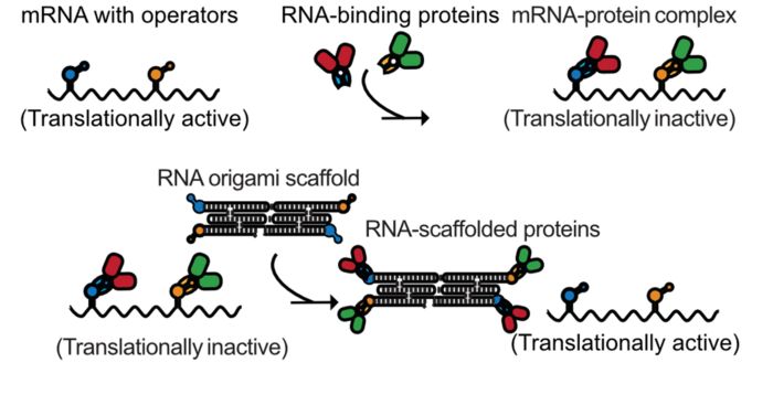 RNA origami sponges [IMAGE] | EurekAlert! Science News Releases