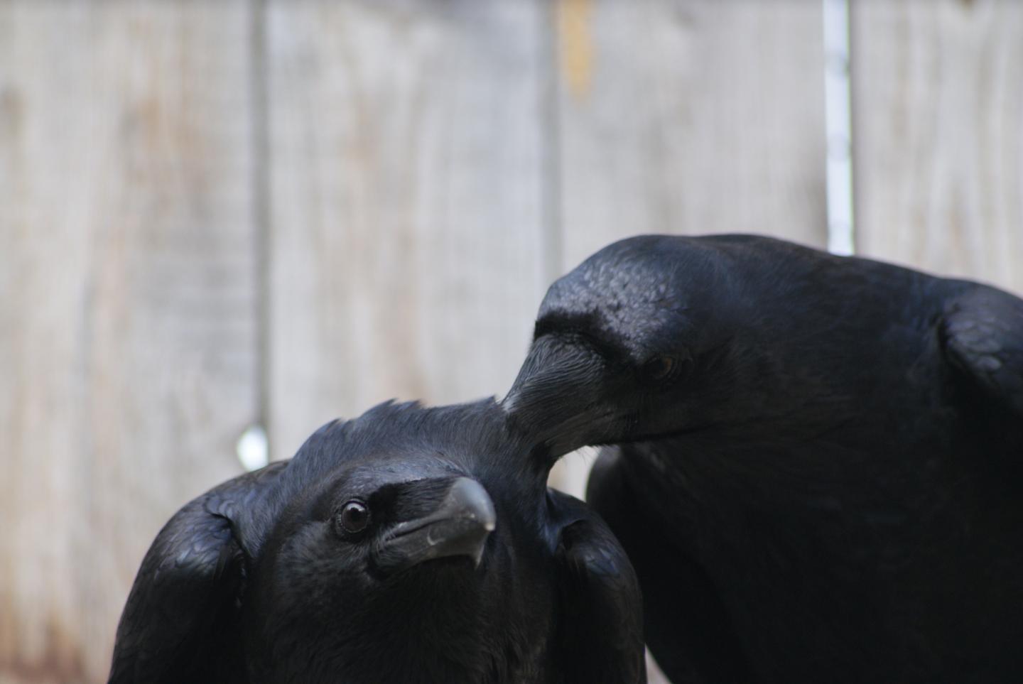 Ravens [IMAGE] | EurekAlert! Science News Releases