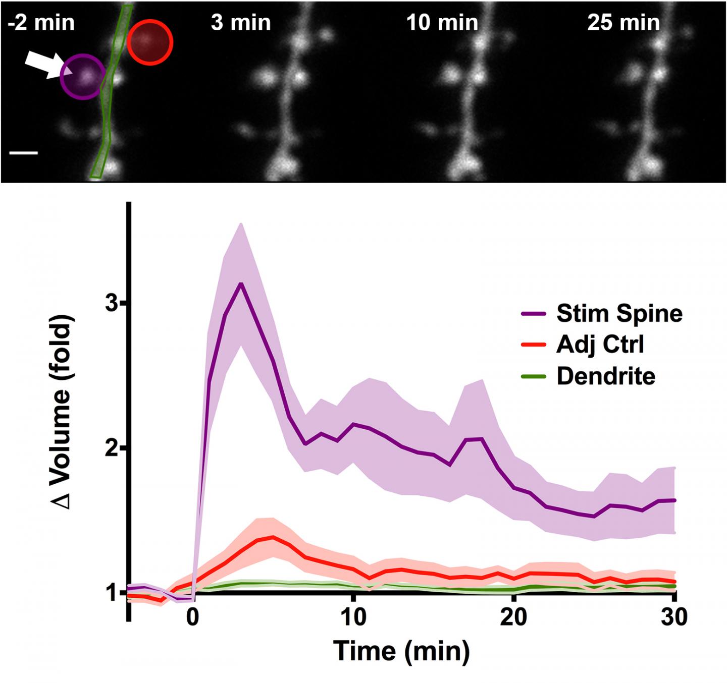 Plasticity in Dendritic Spines [IMAGE] | EurekAlert! Science News Releases