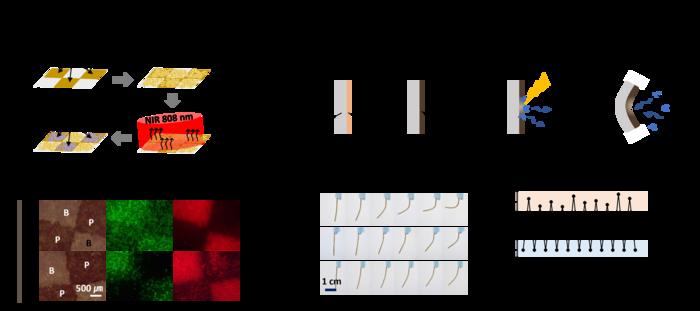 Site-specific fabrication of a [IMAGE] | EurekAlert! Science News Releases